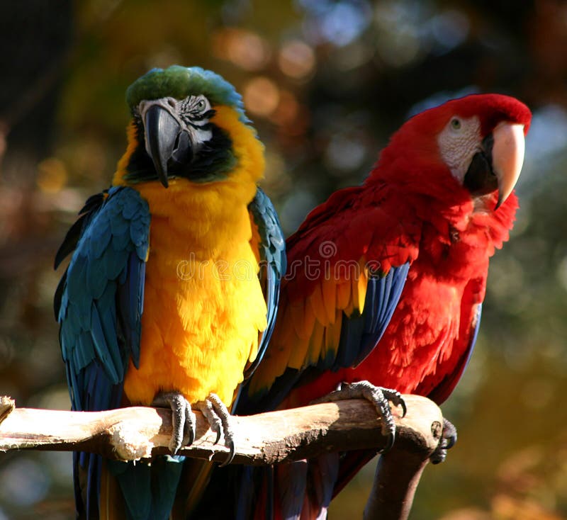 Due Pappagalli Su Un Albero Fotografia Stock - Immagine di aperto ...