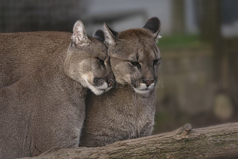 Giovane Puma Corrente Alto Un Bordo Dell'arenaria Rossa Con Il Sole Di ...