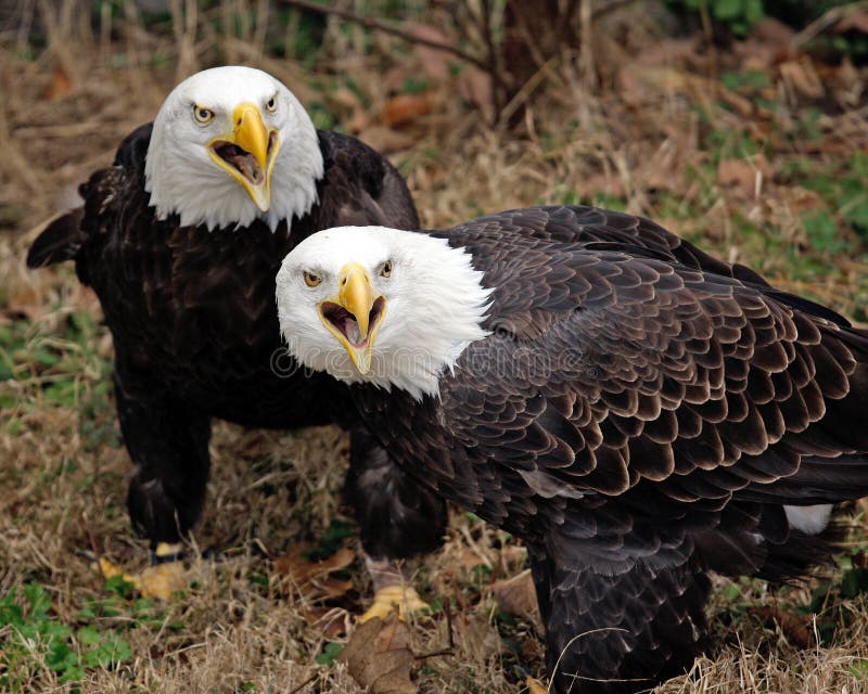 Coppie l'aquila americana immagine stock. Immagine di americano - 8924925