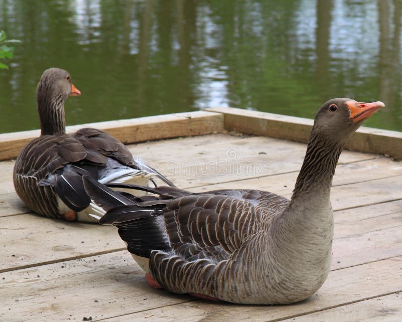 Coppie Le Oche Di Oca Selvatica Fotografia Stock - Immagine di acqua, accoppiamento: 14656964