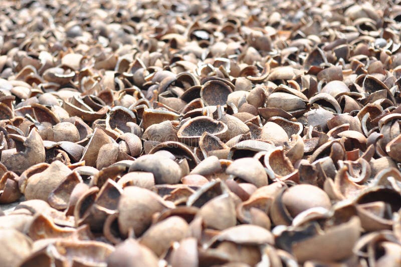 Copra imagen de archivo. Imagen de indonesia, coco, sustento - 60515799