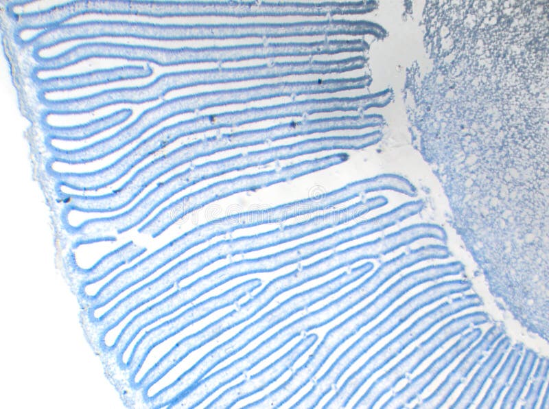 Mushroom Under Microscope Labeled