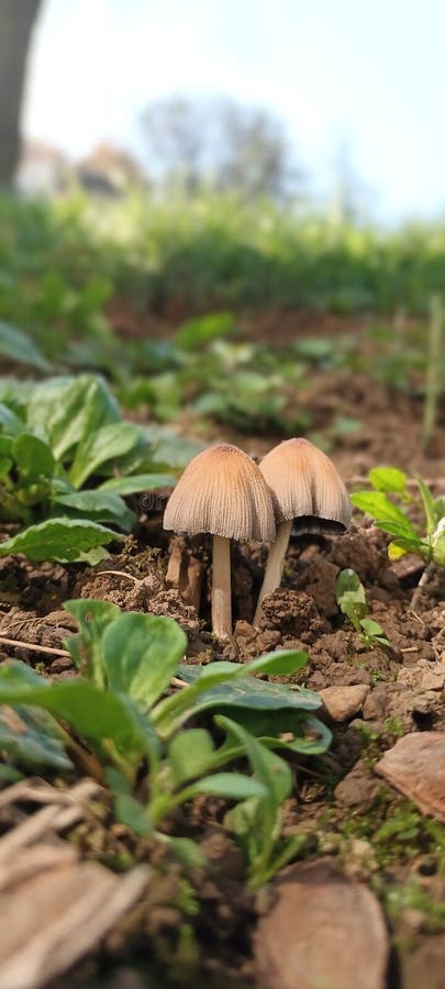 Coprinellus Domesticus Mushroom Autumn Forest Stock Image - Image of ...
