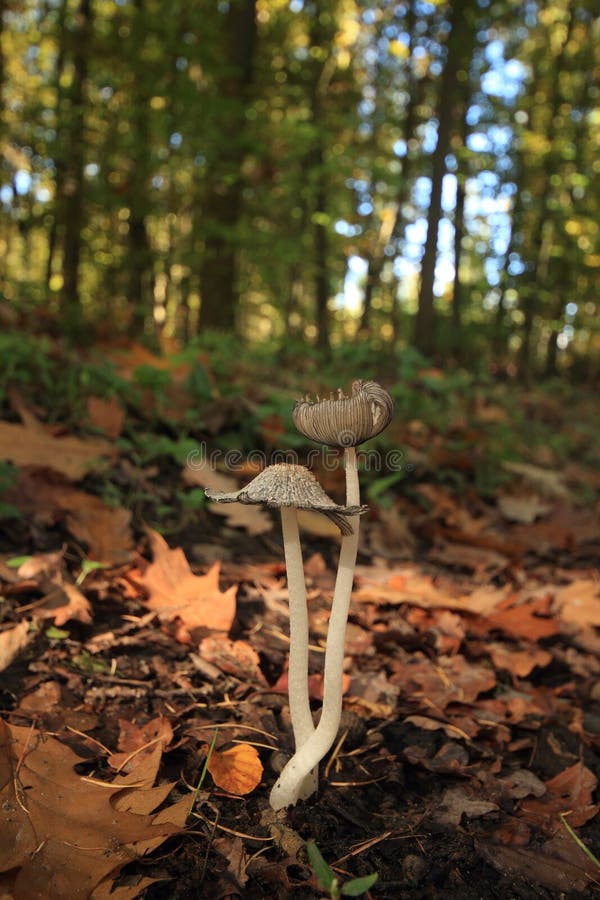 Coprinus comatus mushroom stock photo. Image of fall - 102957596