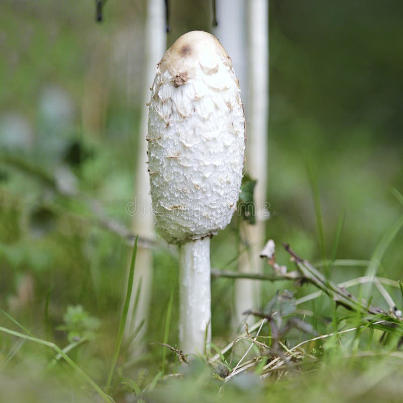 Coprinus comatus 3 stock image. Image of african, shaped - 76519337