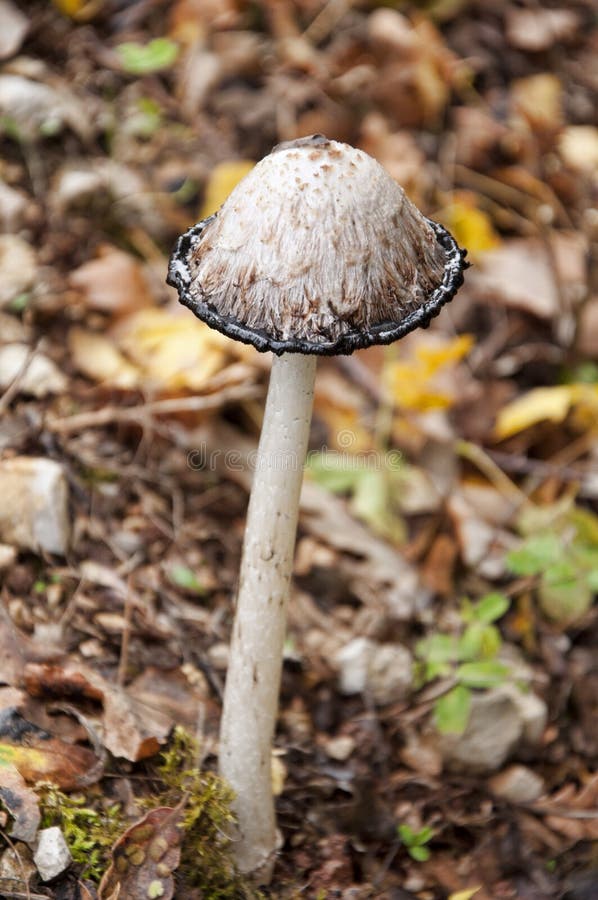 Coprinus comatus stock image. Image of fungus, mushroom - 61799397
