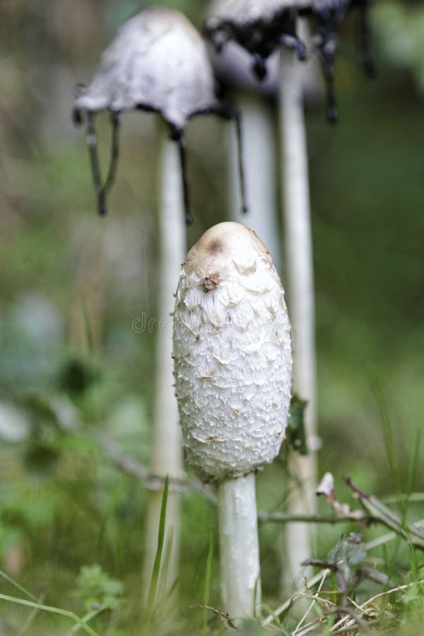 Coprinus comatus stock image. Image of fungus, golden - 61799359