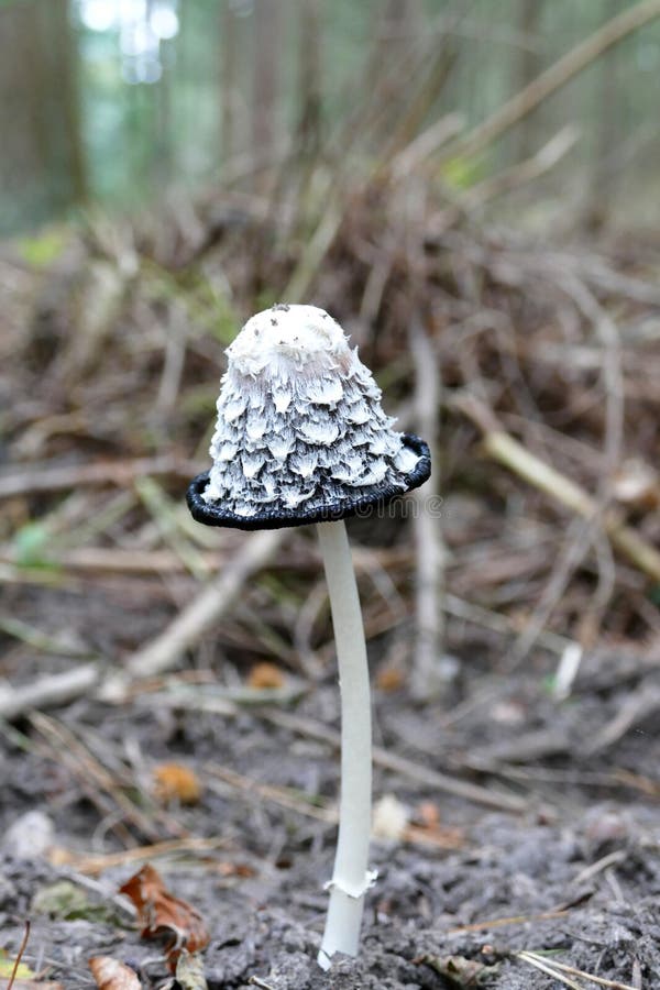Coprinus comatus mushroom stock photo. Image of fall - 102957596