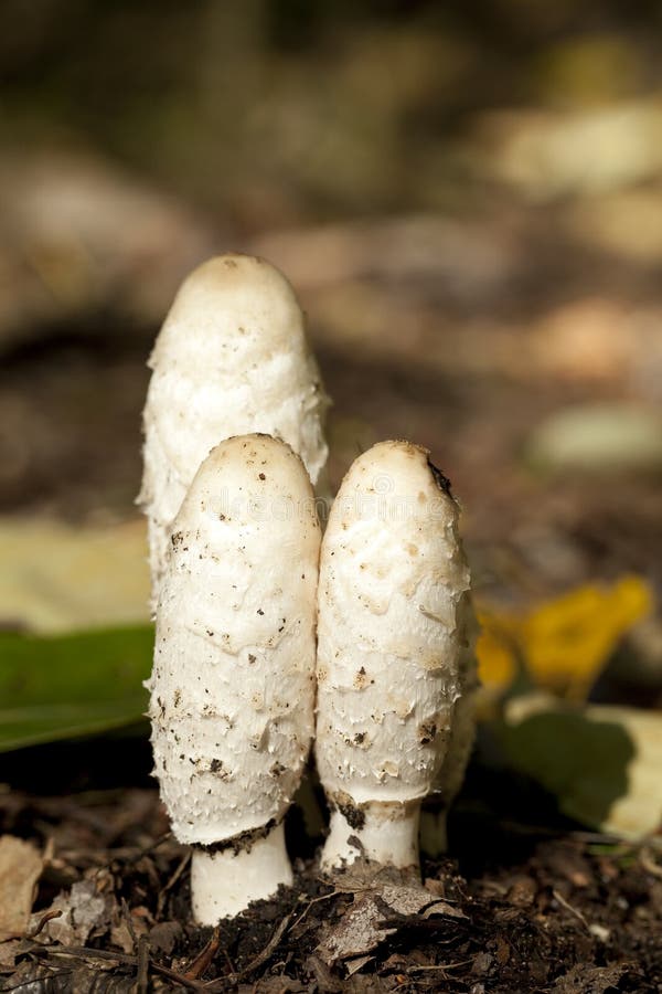 Coprinus comatus stock image. Image of white, coprinus - 35212231
