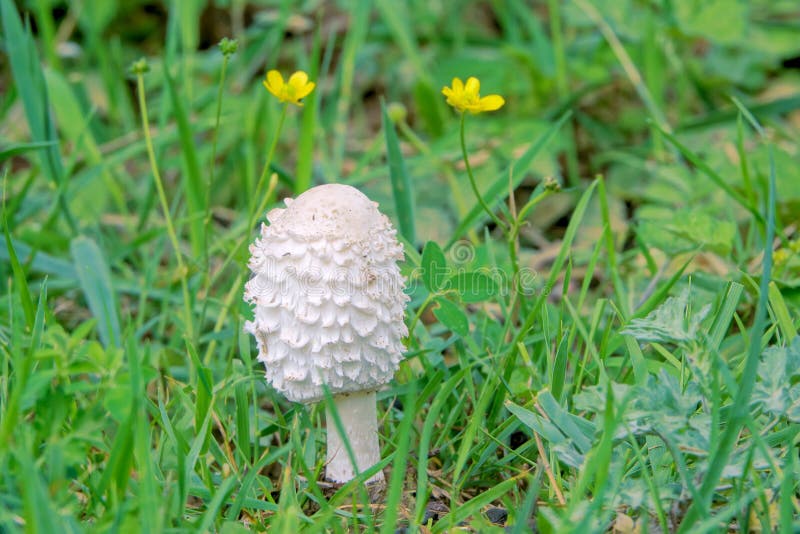 Coprinus comatus stock photo. Image of field, coprinus - 189993594
