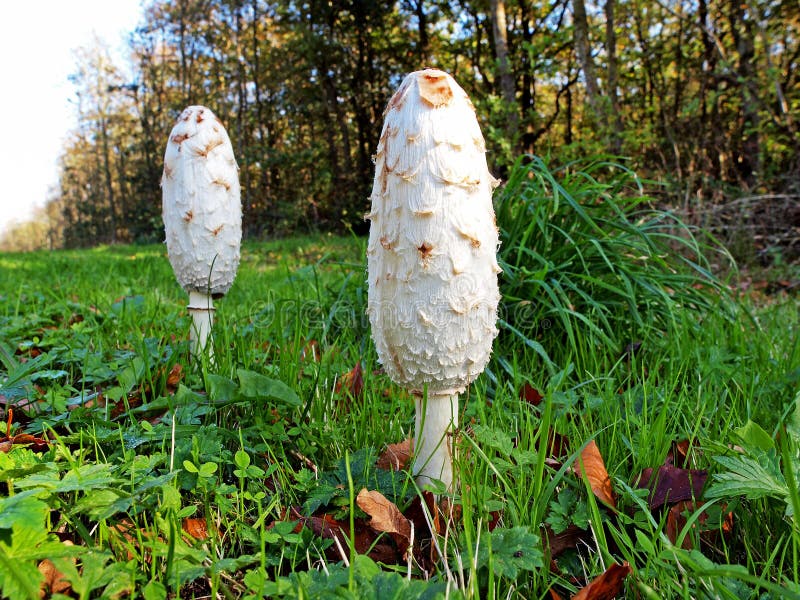 Coprinus comatus stock image. Image of scales, plant - 34068885