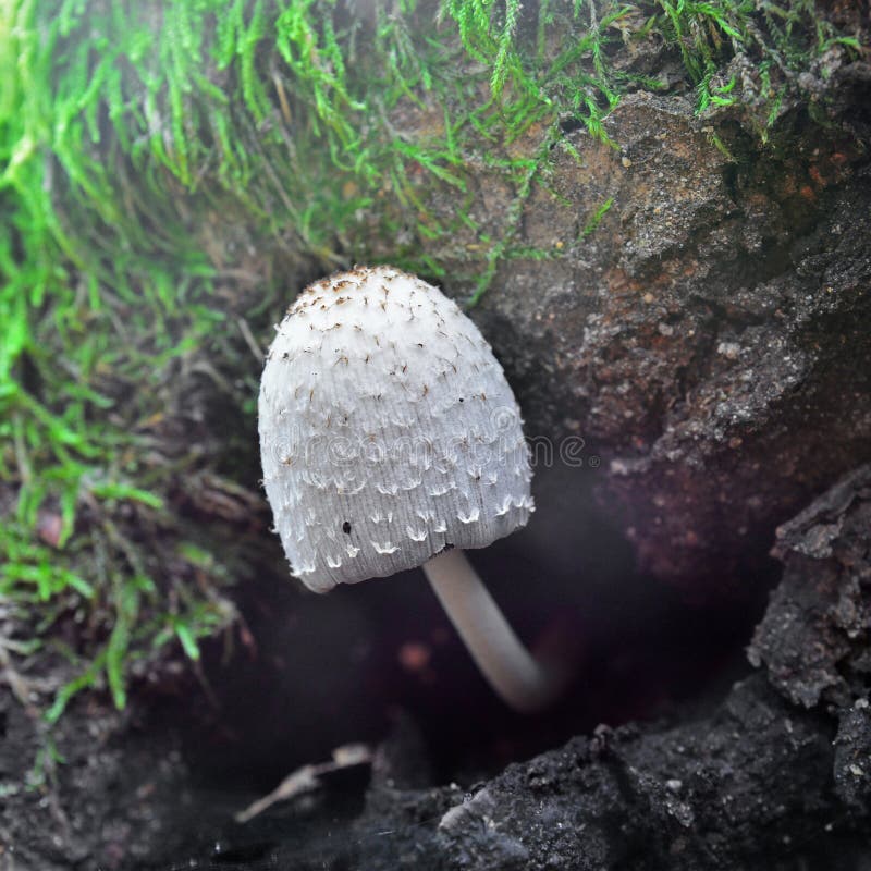 Coprinus comatus mushroom stock photo. Image of fall - 102957596