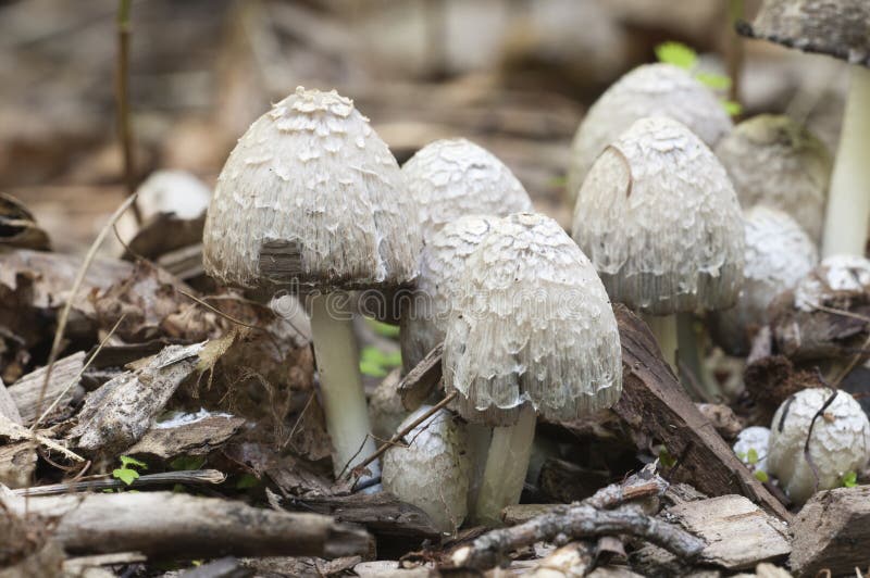 Coprinus comatus mushrooms stock photo. Image of outdoors - 56348436