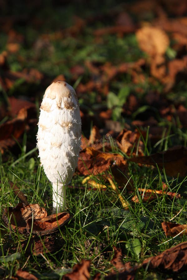 Coprinus Compatus stock image. Image of spargelpinz, compatus - 51483923