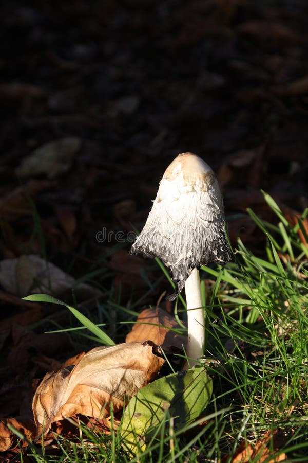 Coprinus Compatus Stock Photos - Free & Royalty-Free Stock Photos from ...