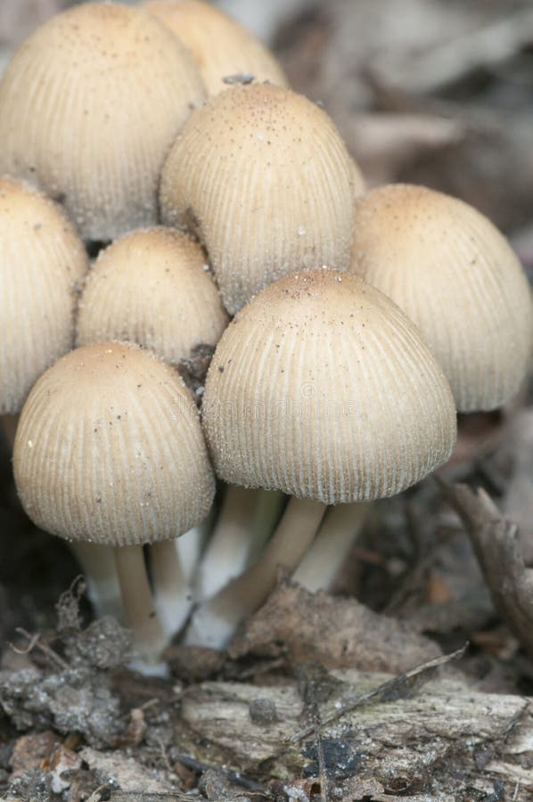 Coprinus micaceus mushroom stock photo. Image of inky - 99966688