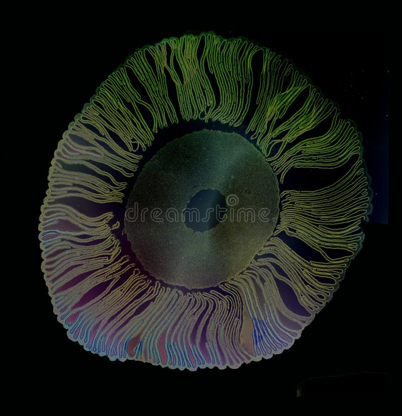 Coprinus Mushroom Section Stained Stock Photo - Image of mandala ...