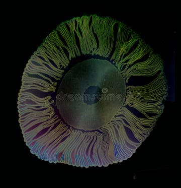133 Mushroom Anatomy Stock Photos - Free & Royalty-Free Stock Photos ...