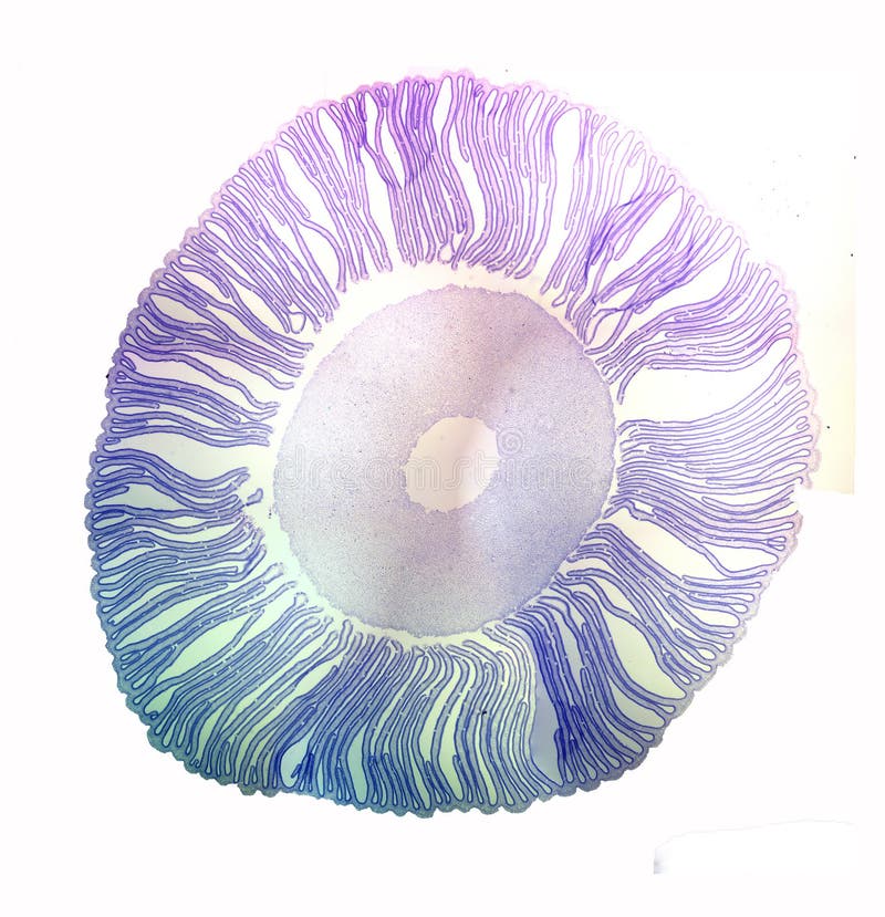 Coprinus Mushroom Section Stained Stock Image - Image of magnification ...