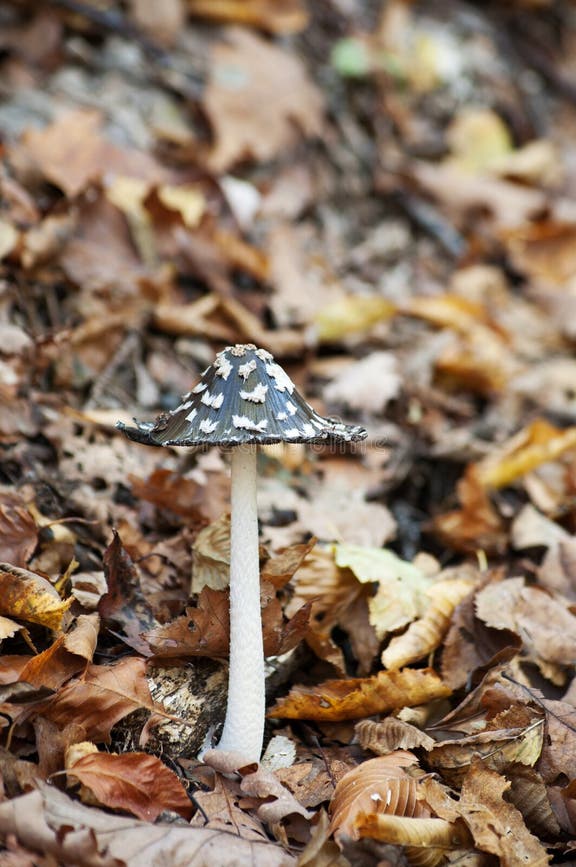 Coprinus picaceus stock photo. Image of fungi, picaceus - 22569692