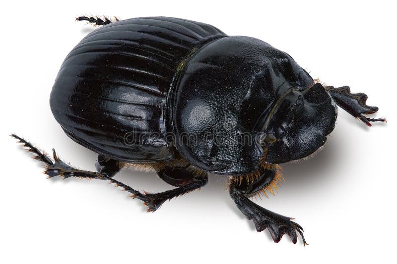 Copris Lunaris Front Side Stock Photos - Free & Royalty-Free Stock ...