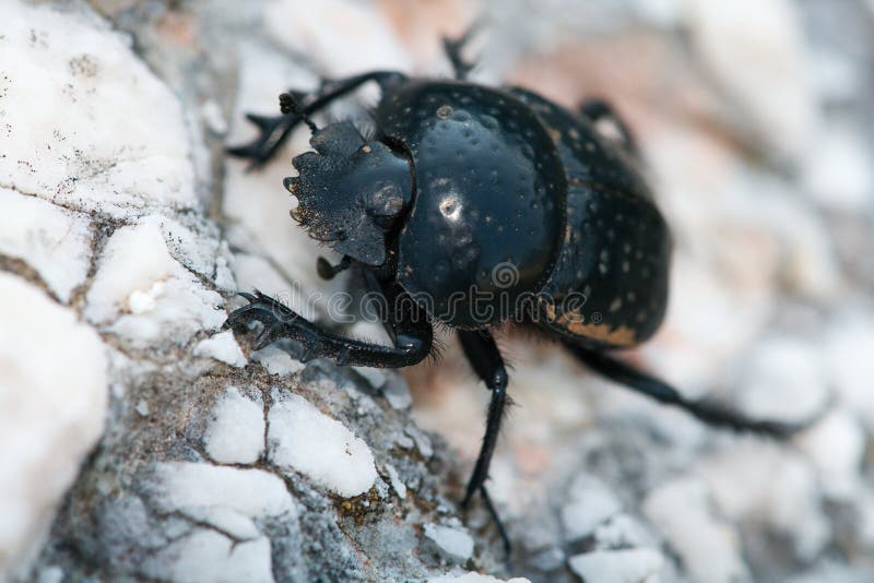 Coprophagous beetle stock image. Image of black, close - 23823875