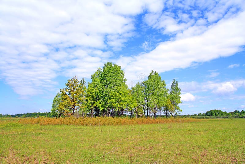 Copse stock photo. Image of foliage, farm, birch, panoramic - 12330874