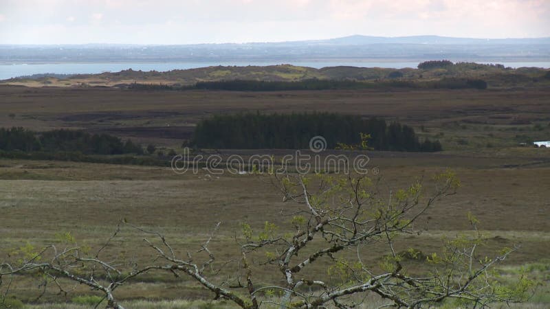 A Copse of Evergreen Trees in a Field Stock Video - Video of nature ...
