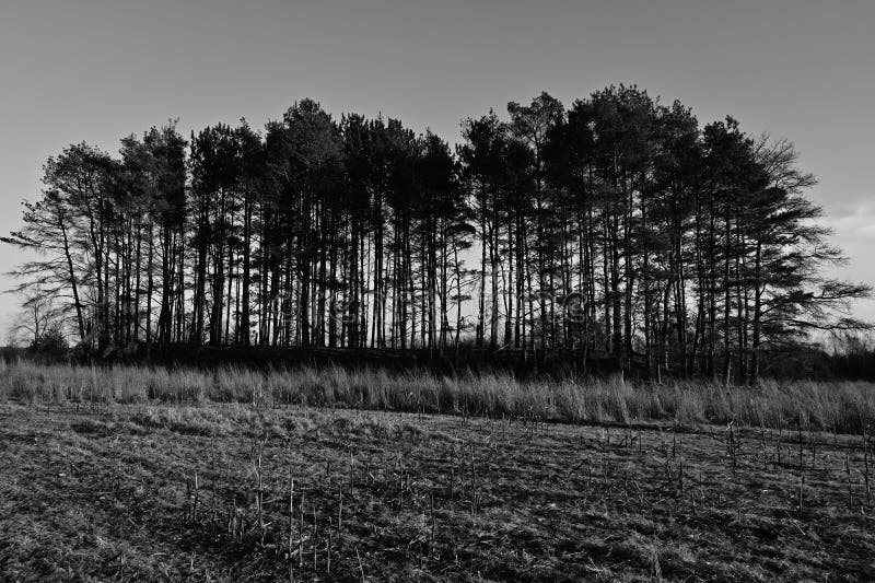 Copse of Tall Trees Behind Open Field Stock Image - Image of black ...