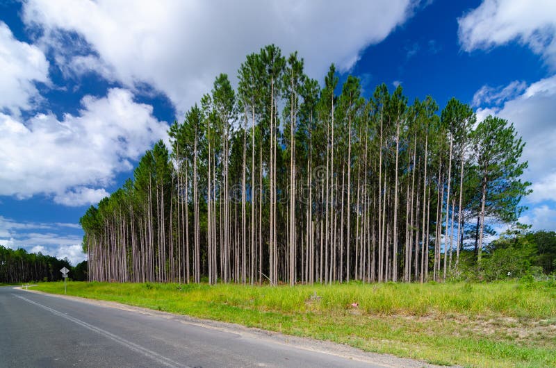 A Copse of Trees As Part of the Queensland State Forest Stock Photo ...
