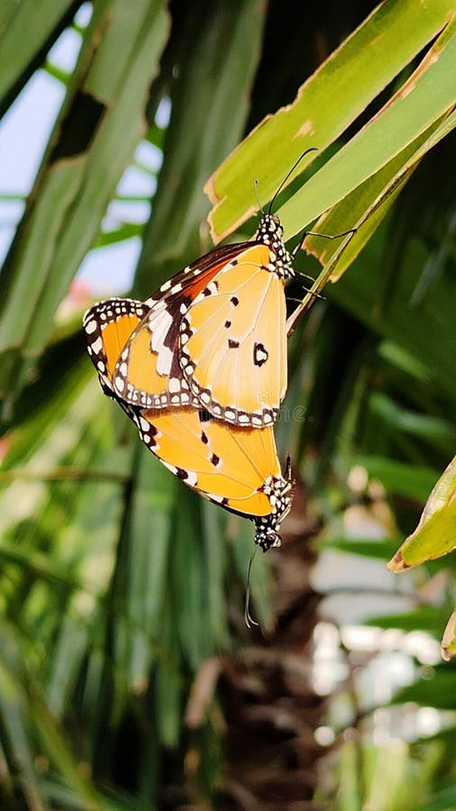 Copulate Butterflies stock image. Image of tree, grass - 170052615