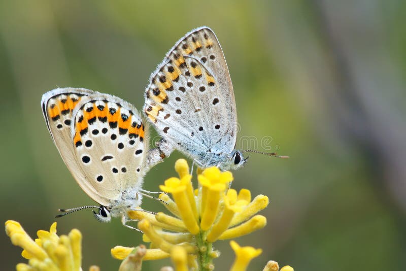 Copulating butterflies stock image. Image of animal, macro - 44180483