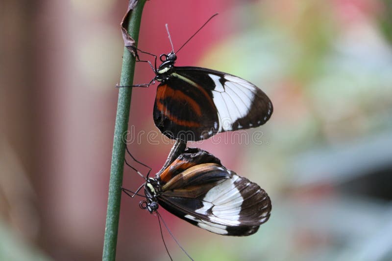 Copulating butterflys stock photo. Image of scales, butterflys - 57902622