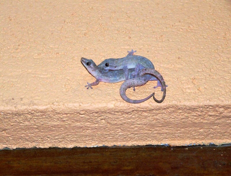 Copulating lizards stock image. Image of couple, lanka - 54468171