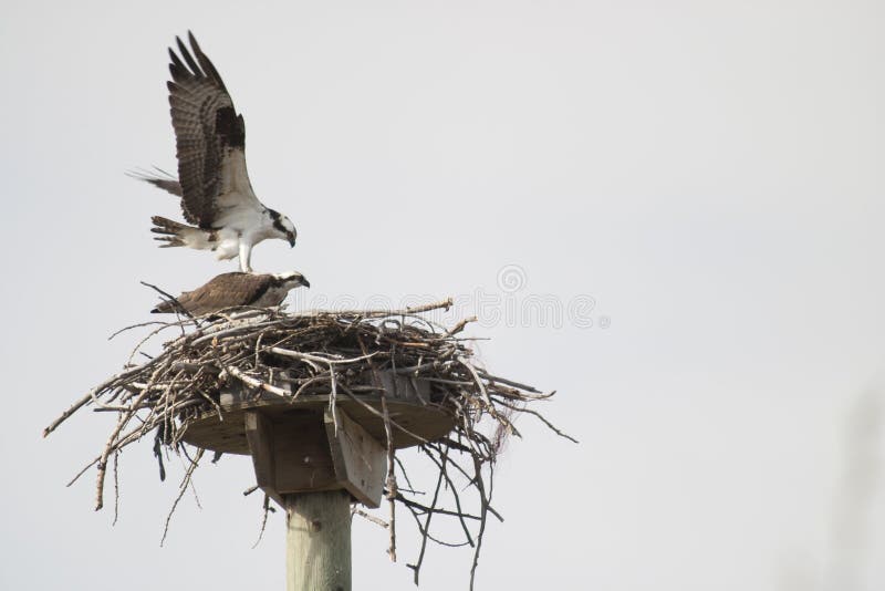 Copulating osprey stock photo. Image of male, wings, raising - 23966810