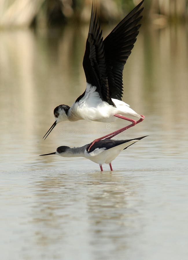 Copulating pair of stilts stock image. Image of nature - 19216839