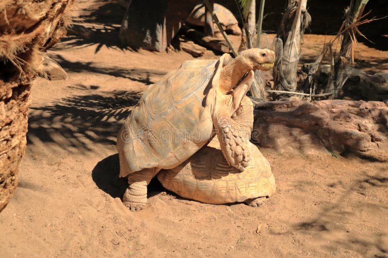 Copulating Pair of Turtles stock photo. Image of beautiful - 143503458