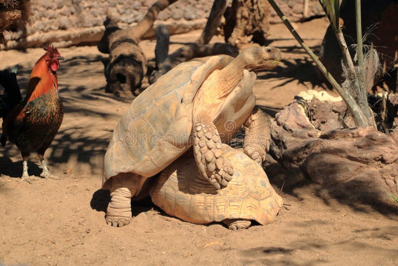 Copulating Pair of Turtles stock photo. Image of protection - 143503550