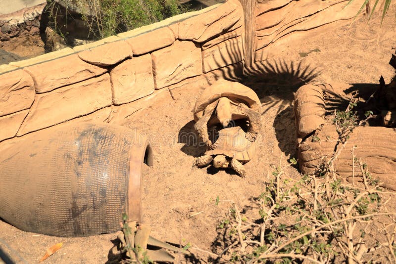 Copulating Pair of Turtles stock photo. Image of protection - 143503562