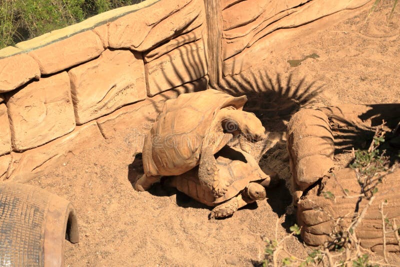 Copulating Pair of Turtles stock image. Image of animal - 143503671