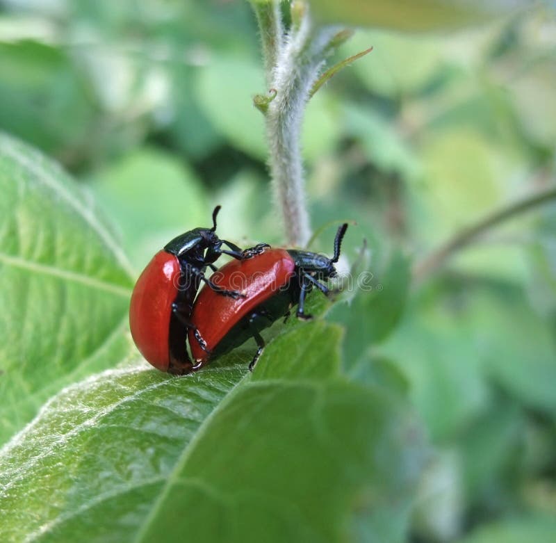Copulating red beetles stock photo. Image of arthropod - 34873358