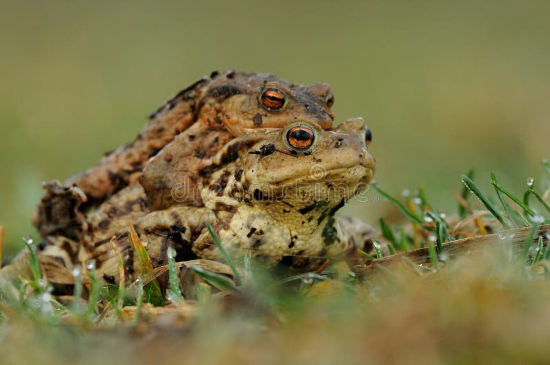 Copulation stock image. Image of animal, reproduce, swim - 24028309