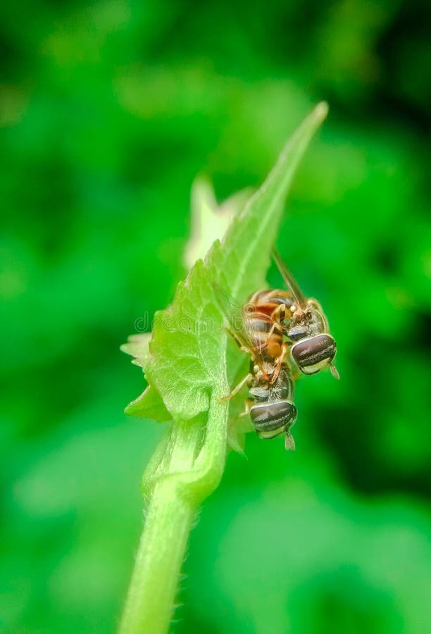 Copulation stockfoto. Bild von sterben, grün, verbunden - 99860188