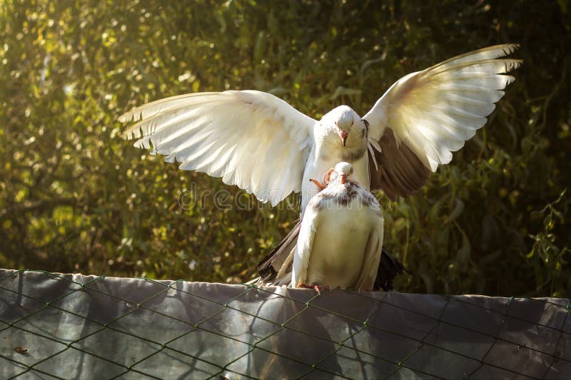 Copulation and Courtship of Decorative Pigeons. Male Decorative Pigeon ...
