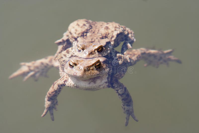 Copulation the frogs stock photo. Image of batrachian - 24267458