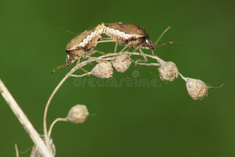 Mating Stink Bugs 3 stock photo. Image of stink, pests - 61842258