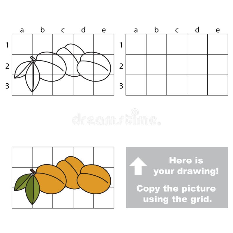 Copy the Image Using Grid. Apricots Stock Vector - Illustration of ...
