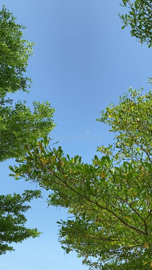 Copy Space in the Blue Sky and Tree Branches As Natural Frame. Under ...