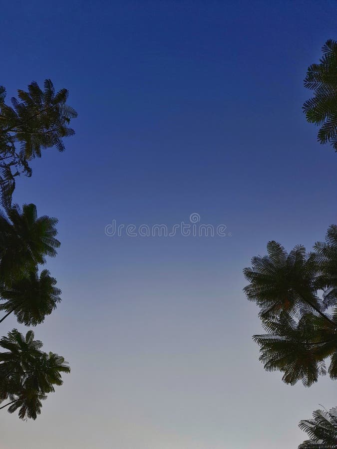 Copy Space of Blue Sky and Palm Trees Stock Image - Image of dawn ...