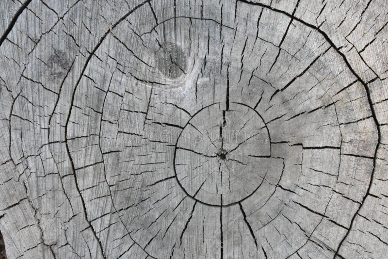 Natural Weathered Grey Tree Stump Cut Texture Large Detailed Old Aged ...